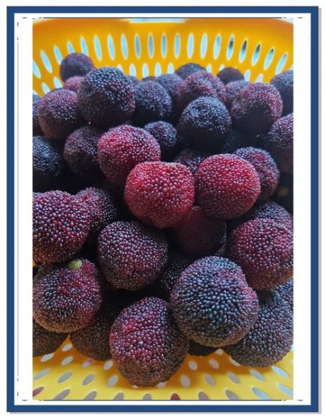 杨梅酒怎么泡酒比例_杨梅酒泡多久可以喝-第3张图片-山城妙识 杨梅酒怎么泡酒比例_杨梅酒泡多久可以喝-第3张图片-山城妙识