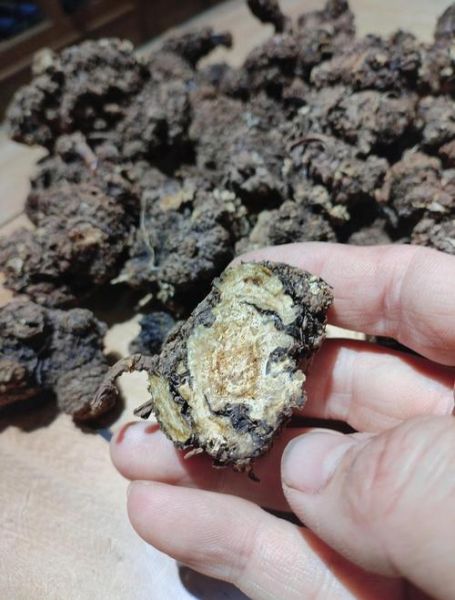 川芎的功效与作用及禁忌_川芎的副作用有哪些-第1张图片-山城妙识