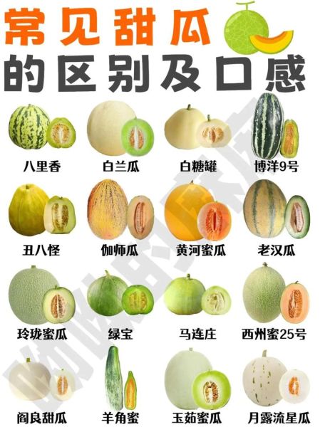 哈密瓜的种类有哪些_如何挑选甜度高-第1张图片-山城妙识