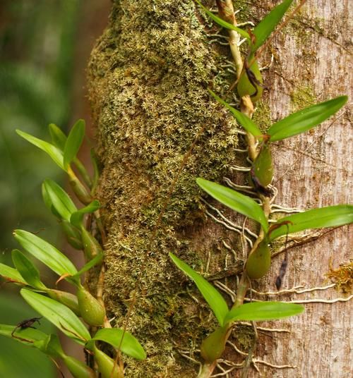 野生石橄榄图片_石橄榄怎么辨别真假-第2张图片-山城妙识