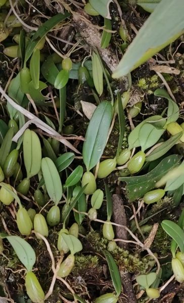 野生石橄榄图片_石橄榄怎么辨别真假-第1张图片-山城妙识