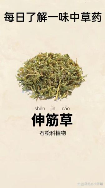 伸筋草图片_伸筋草的功效与作用-第2张图片-山城妙识 伸筋草图片_伸筋草的功效与作用-第2张图片-山城妙识