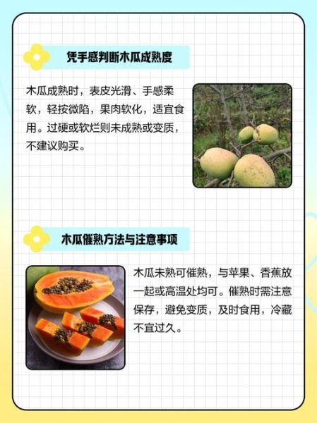 青木瓜是不是没熟的木瓜_青木瓜与熟木瓜区别-第3张图片-山城妙识 青木瓜是不是没熟的木瓜_青木瓜与熟木瓜区别-第3张图片-山城妙识