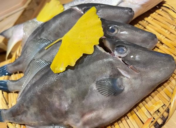 马面鱼是海鱼吗_马面鱼产地在哪里-第1张图片-山城妙识 马面鱼是海鱼吗_马面鱼产地在哪里-第1张图片-山城妙识