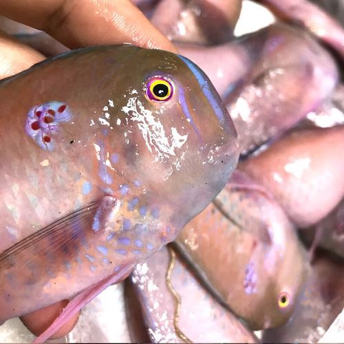 马面鱼是海鱼吗_马面鱼产地在哪里-第2张图片-山城妙识 马面鱼是海鱼吗_马面鱼产地在哪里-第2张图片-山城妙识