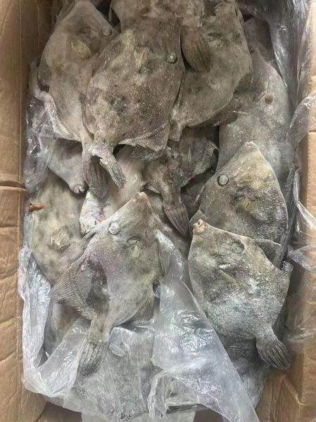 马面鱼是海鱼吗_马面鱼产地在哪里-第3张图片-山城妙识 马面鱼是海鱼吗_马面鱼产地在哪里-第3张图片-山城妙识