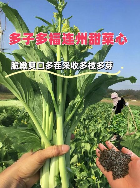 甜菜头种子怎么种_甜菜头种子多少钱一斤-第3张图片-山城妙识 甜菜头种子怎么种_甜菜头种子多少钱一斤-第3张图片-山城妙识