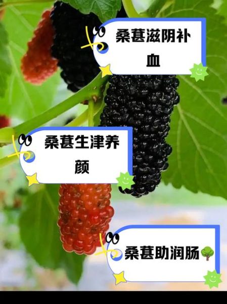 女人吃桑葚后的变化_女人吃桑葚多久见效-第1张图片-山城妙识 女人吃桑葚后的变化_女人吃桑葚多久见效-第1张图片-山城妙识