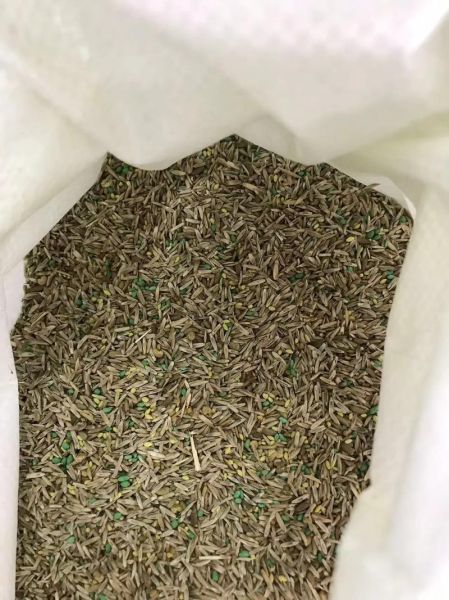 紫花苜蓿草种子多少钱一斤_紫花苜蓿草种子怎么种-第1张图片-山城妙识 紫花苜蓿草种子多少钱一斤_紫花苜蓿草种子怎么种-第1张图片-山城妙识