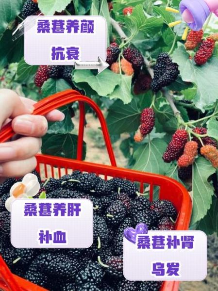 女人吃桑葚后的变化_女人吃桑葚多久见效-第3张图片-山城妙识 女人吃桑葚后的变化_女人吃桑葚多久见效-第3张图片-山城妙识