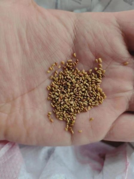 紫花苜蓿草种子多少钱一斤_紫花苜蓿草种子怎么种-第3张图片-山城妙识 紫花苜蓿草种子多少钱一斤_紫花苜蓿草种子怎么种-第3张图片-山城妙识