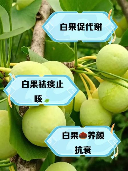 白果的营养价值_白果的药用价值有哪些-第2张图片-山城妙识 白果的营养价值_白果的药用价值有哪些-第2张图片-山城妙识