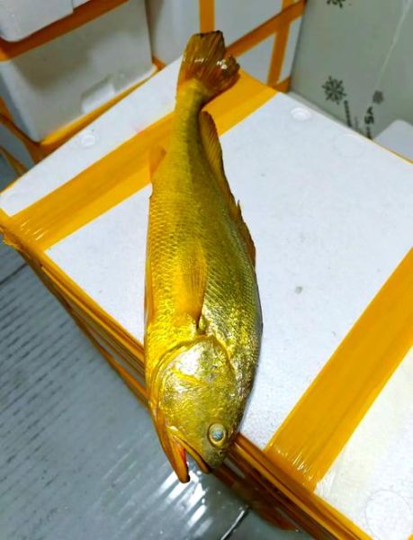 大黄鱼为什么那么贵_野生大黄鱼多少钱一斤-第1张图片-山城妙识