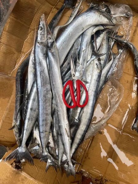 钢针鱼学名是什么_钢针鱼学名怎么读-第3张图片-山城妙识