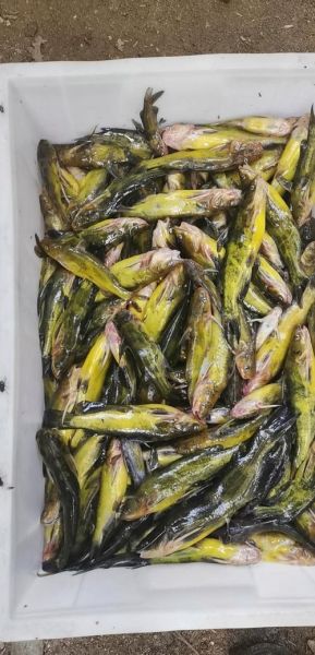 钢针鱼学名是什么_钢针鱼学名怎么读-第2张图片-山城妙识