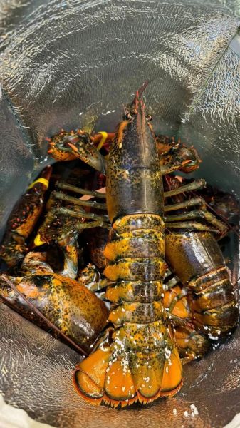 10斤大龙虾多少钱一只_10斤大龙虾价格-第1张图片-山城妙识 10斤大龙虾多少钱一只_10斤大龙虾价格-第1张图片-山城妙识