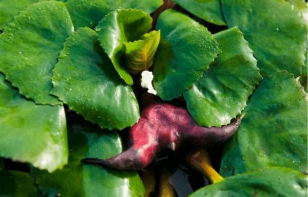 菱角是什么植物结的果实_菱角长在什么地方-第2张图片-山城妙识 菱角是什么植物结的果实_菱角长在什么地方-第2张图片-山城妙识