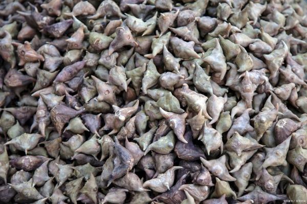 菱角是什么植物结的果实_菱角长在什么地方-第1张图片-山城妙识 菱角是什么植物结的果实_菱角长在什么地方-第1张图片-山城妙识