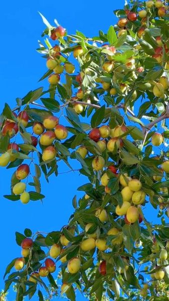 红枣树图片大全大图高清_红枣树高清大图怎么拍-第1张图片-山城妙识 红枣树图片大全大图高清_红枣树高清大图怎么拍-第1张图片-山城妙识