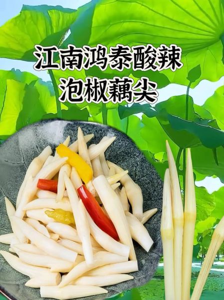 藕尖怎么做好吃_藕尖的功效与作用-第2张图片-山城妙识 藕尖怎么做好吃_藕尖的功效与作用-第2张图片-山城妙识