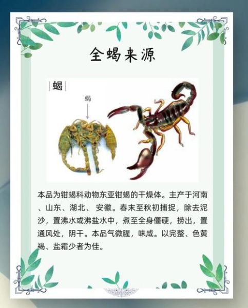 蝎子怎么养_蝎子有毒吗-第1张图片-山城妙识