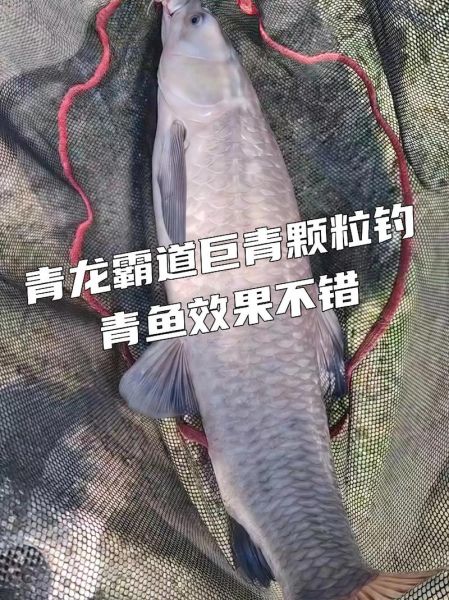 青鱼吃什么食物为主_青鱼最爱吃哪些天然饵料-第3张图片-山城妙识 青鱼吃什么食物为主_青鱼最爱吃哪些天然饵料-第3张图片-山城妙识