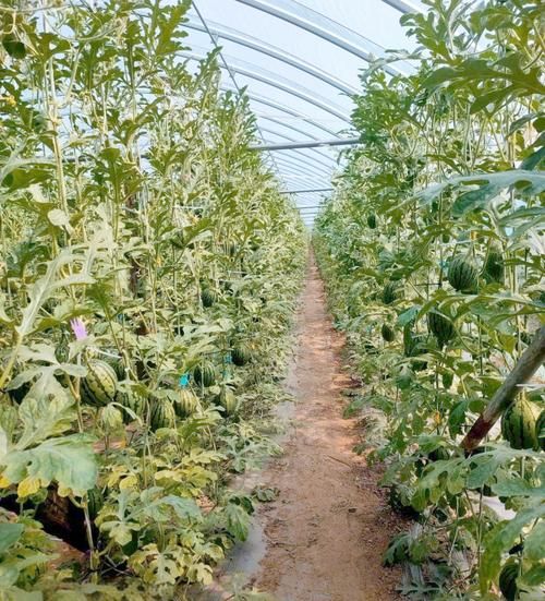 长吊瓜图片_长吊瓜怎么种植-第1张图片-山城妙识 长吊瓜图片_长吊瓜怎么种植-第1张图片-山城妙识