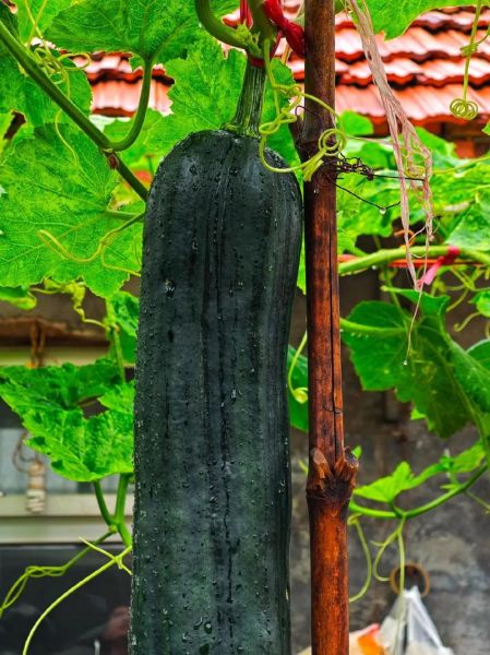 长吊瓜图片_长吊瓜怎么种植-第2张图片-山城妙识 长吊瓜图片_长吊瓜怎么种植-第2张图片-山城妙识