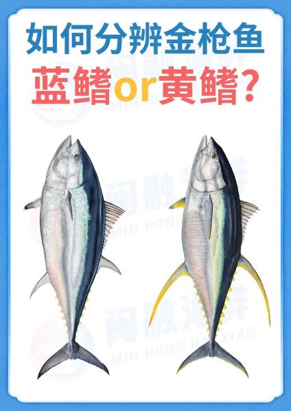 蓝鳍金枪鱼好吃吗_蓝鳍金枪鱼口感如何-第1张图片-山城妙识