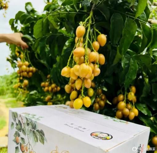 广东特产有哪些值得买_送礼选什么-第3张图片-山城妙识 广东特产有哪些值得买_送礼选什么-第3张图片-山城妙识