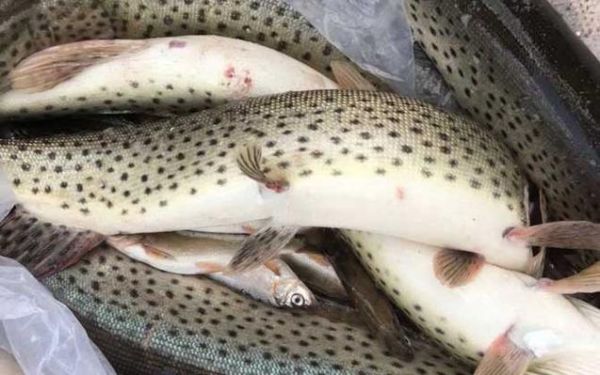 黑斑狗鱼怎么养_黑斑狗鱼吃什么-第3张图片-山城妙识 黑斑狗鱼怎么养_黑斑狗鱼吃什么-第3张图片-山城妙识