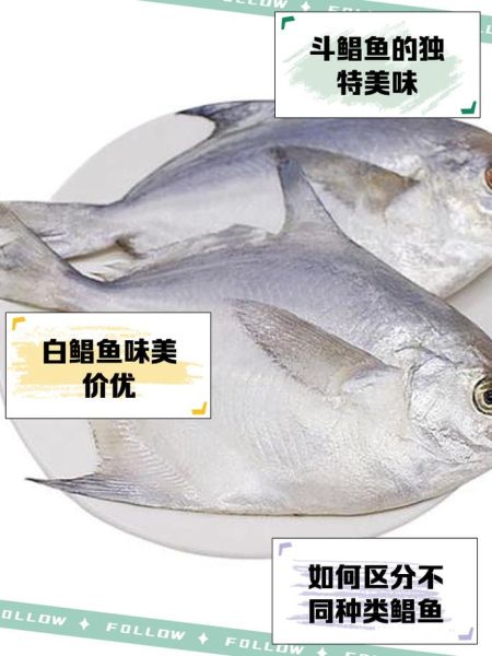 金鲳鱼和白鲳鱼有什么区别_哪个更好吃-第3张图片-山城妙识