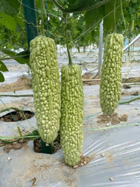 白苦瓜怎么挑选_白苦瓜的功效与作用-第2张图片-山城妙识 白苦瓜怎么挑选_白苦瓜的功效与作用-第2张图片-山城妙识