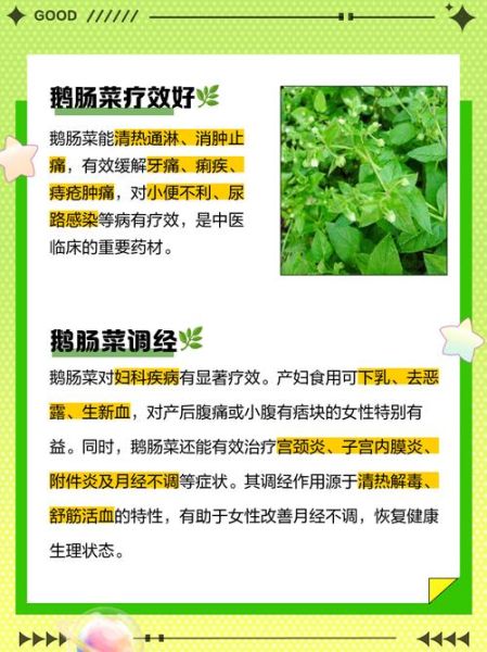 鹅肠的功效与作用_鹅肠适合什么人吃-第1张图片-山城妙识 鹅肠的功效与作用_鹅肠适合什么人吃-第1张图片-山城妙识