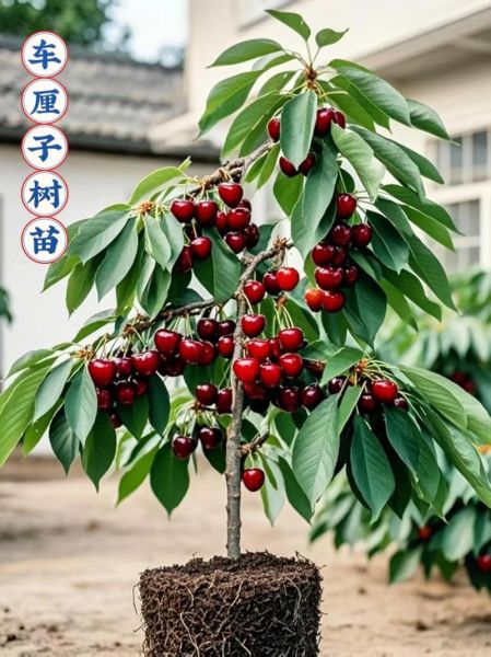 樱桃苗最好的品种有哪些_怎么选-第3张图片-山城妙识 樱桃苗最好的品种有哪些_怎么选-第3张图片-山城妙识