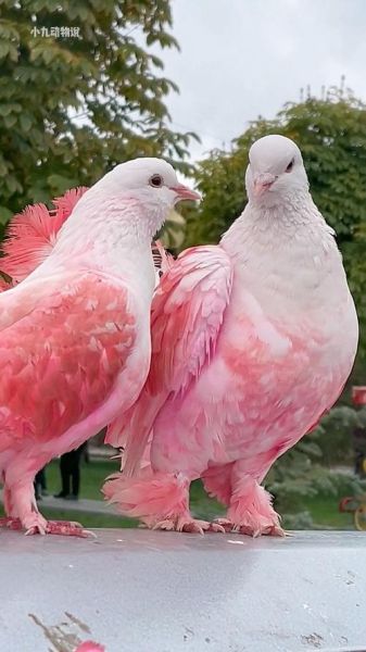 鸽子图片大全可爱_如何挑选最萌的鸽子照片-第2张图片-山城妙识 鸽子图片大全可爱_如何挑选最萌的鸽子照片-第2张图片-山城妙识