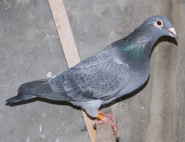 鸽子图片大全可爱_如何挑选最萌的鸽子照片-第3张图片-山城妙识 鸽子图片大全可爱_如何挑选最萌的鸽子照片-第3张图片-山城妙识