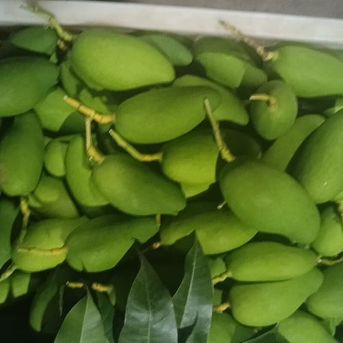 孕妇能吃芒果吗_芒果对胎儿的影响-第2张图片-山城妙识 孕妇能吃芒果吗_芒果对胎儿的影响-第2张图片-山城妙识