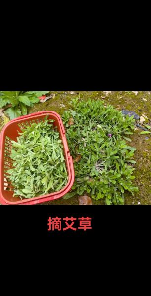 清明果是什么草做的_清明果用什么草做才正宗-第1张图片-山城妙识 清明果是什么草做的_清明果用什么草做才正宗-第1张图片-山城妙识