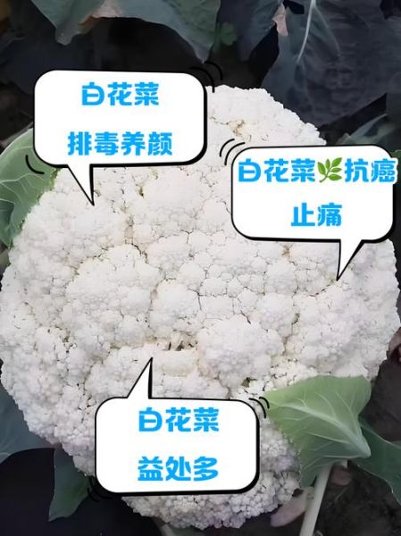 白花菜图片_白花菜和西兰花区别-第2张图片-山城妙识