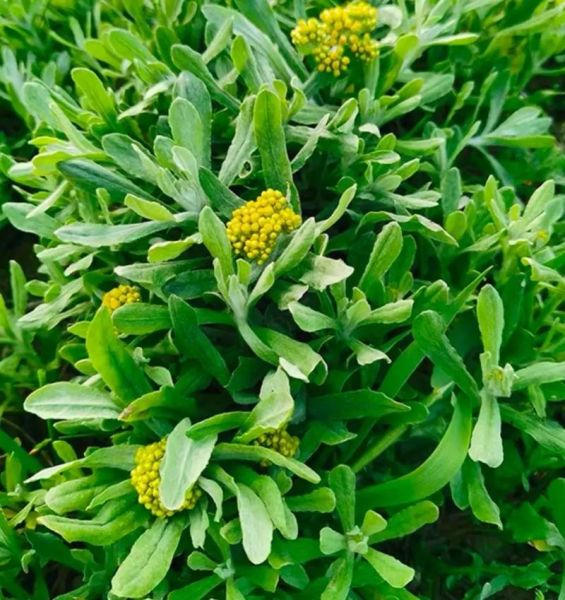 清明果是什么草做的_清明果用什么草做才正宗-第2张图片-山城妙识 清明果是什么草做的_清明果用什么草做才正宗-第2张图片-山城妙识