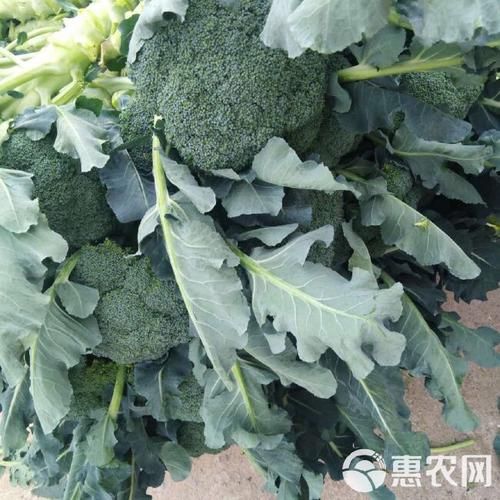 白花菜图片_白花菜和西兰花区别-第1张图片-山城妙识