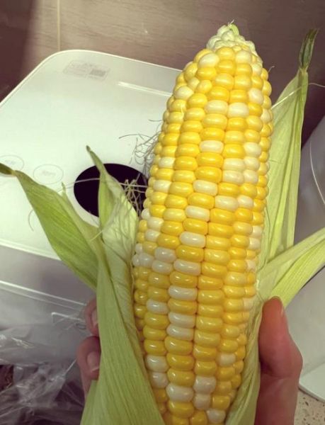 甜玉米煮几分钟就熟了_甜玉米煮多久口感最好-第1张图片-山城妙识 甜玉米煮几分钟就熟了_甜玉米煮多久口感最好-第1张图片-山城妙识