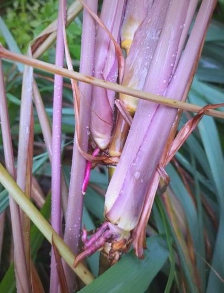 柠檬草长什么样_柠檬草图片怎么识别-第3张图片-山城妙识 柠檬草长什么样_柠檬草图片怎么识别-第3张图片-山城妙识