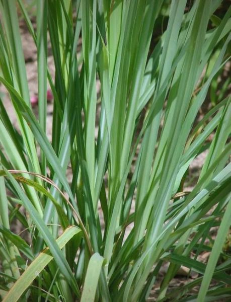 柠檬草长什么样_柠檬草图片怎么识别-第2张图片-山城妙识 柠檬草长什么样_柠檬草图片怎么识别-第2张图片-山城妙识