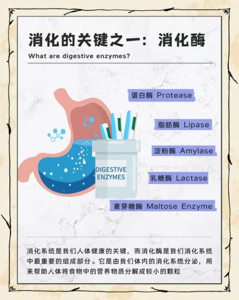 淀粉酶的作用是什么_淀粉酶在消化中的功能-第3张图片-山城妙识
