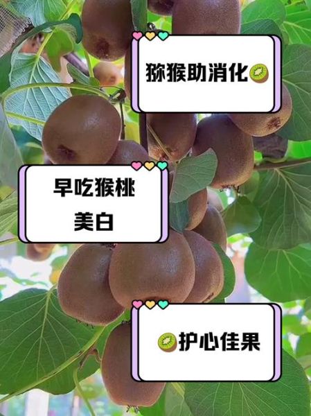 吃猕猴桃能美白吗_猕猴桃一天吃几个最好-第3张图片-山城妙识 吃猕猴桃能美白吗_猕猴桃一天吃几个最好-第3张图片-山城妙识