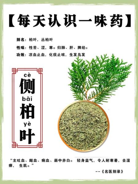 侧柏叶的功效与作用_侧柏叶怎么用-第2张图片-山城妙识