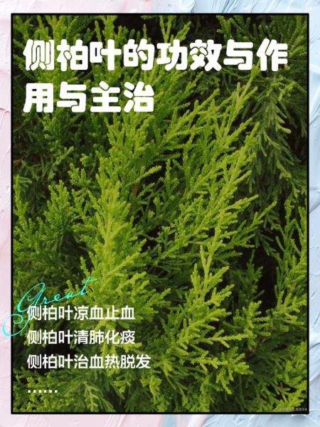 侧柏叶的功效与作用_侧柏叶怎么用-第1张图片-山城妙识