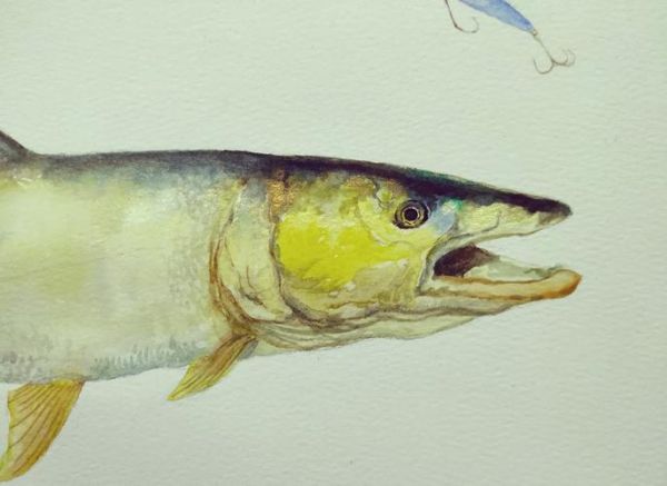 鳡鱼是什么鱼_鳡鱼为什么叫水老虎-第2张图片-山城妙识 鳡鱼是什么鱼_鳡鱼为什么叫水老虎-第2张图片-山城妙识